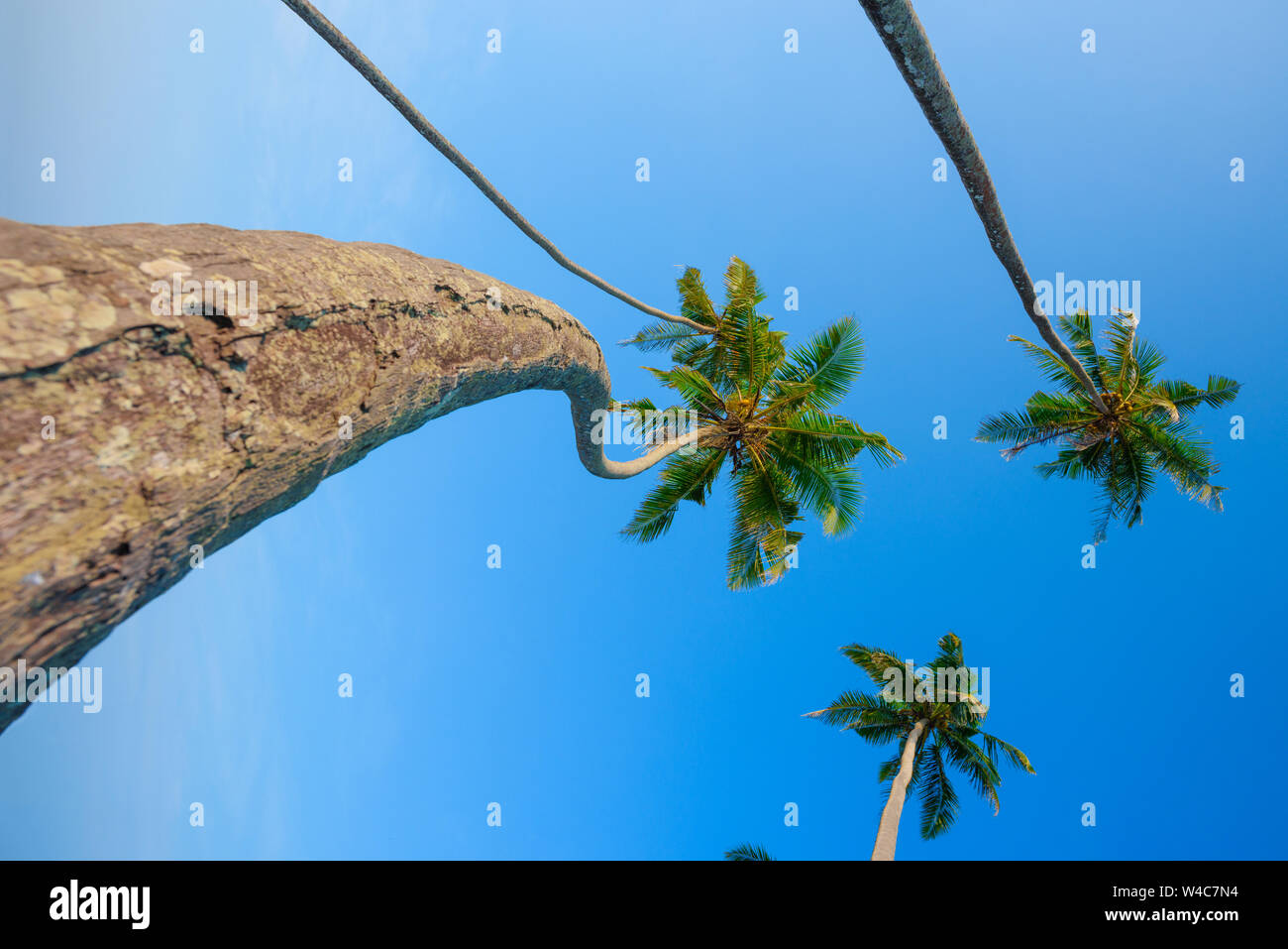 Curvy tropical coconut palm trees over blue sky Stock Photo - Alamy
