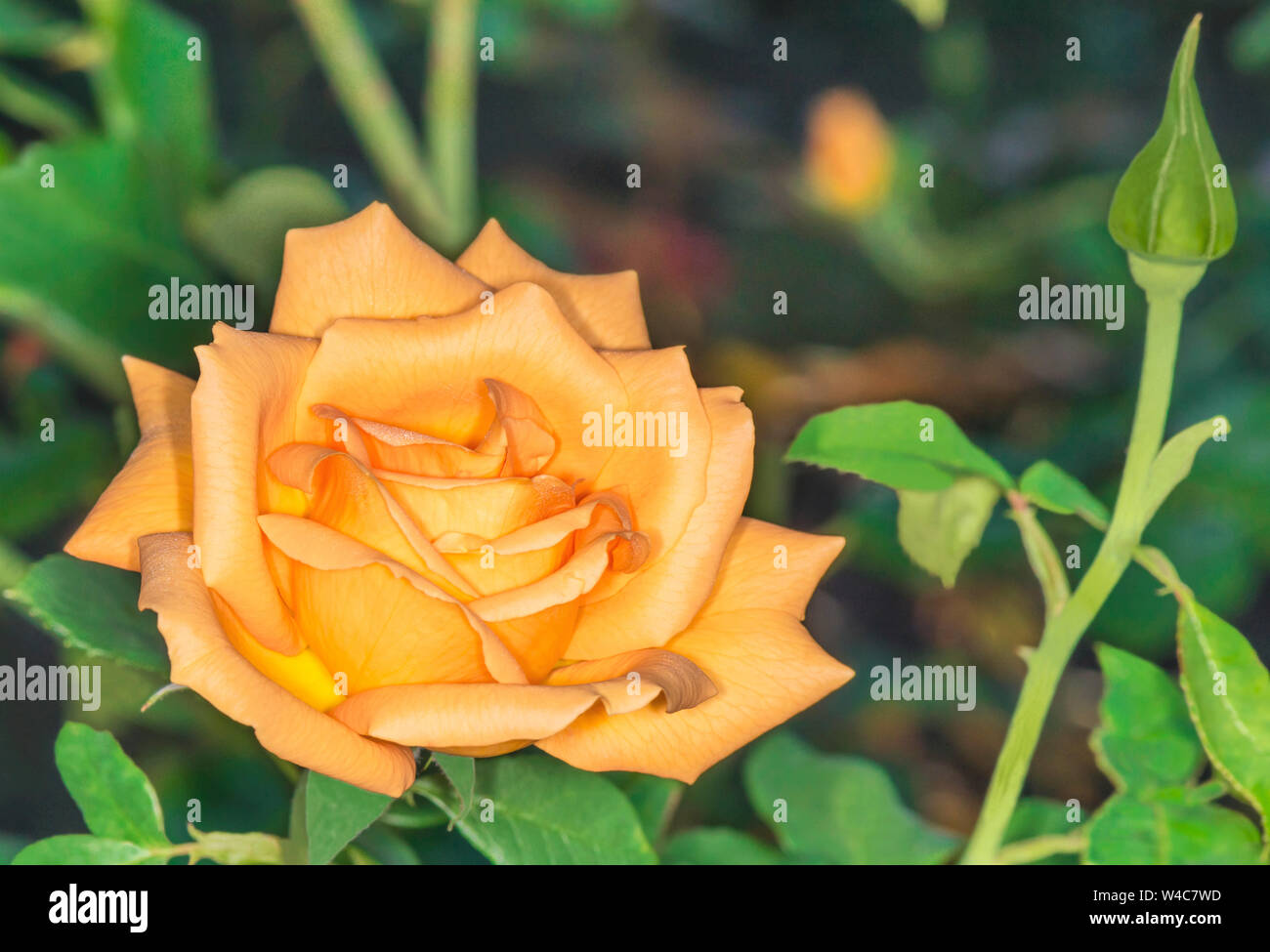 Bush tea rose in the garden close-up Stock Photo - Alamy