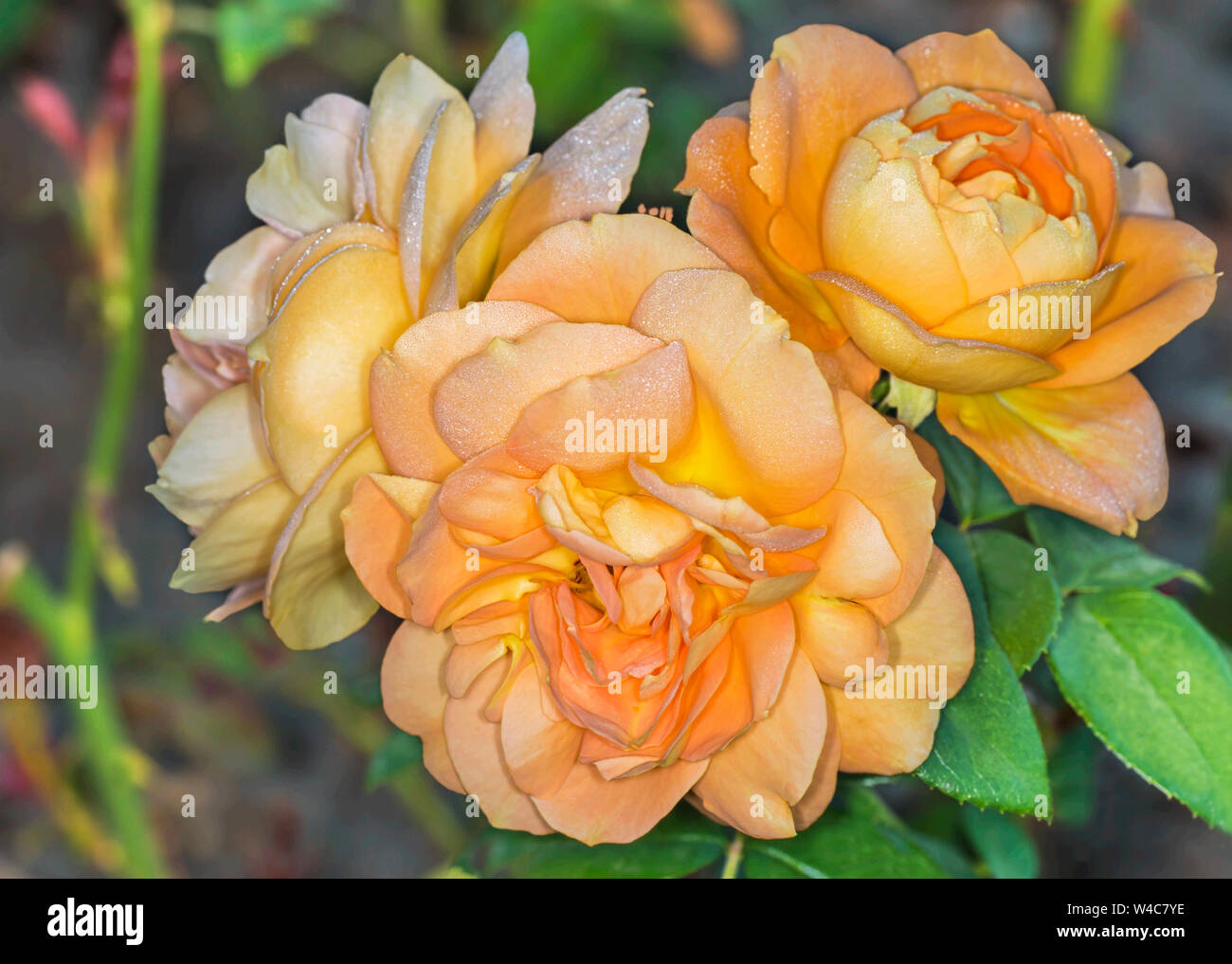 Tea rose variety hi-res stock photography and images - Alamy