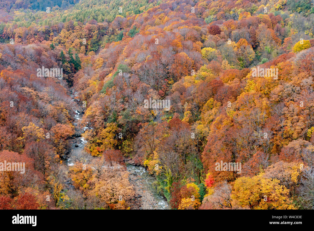 Autumn foliage scenery. Aerial view of valley and stream in fall season ...