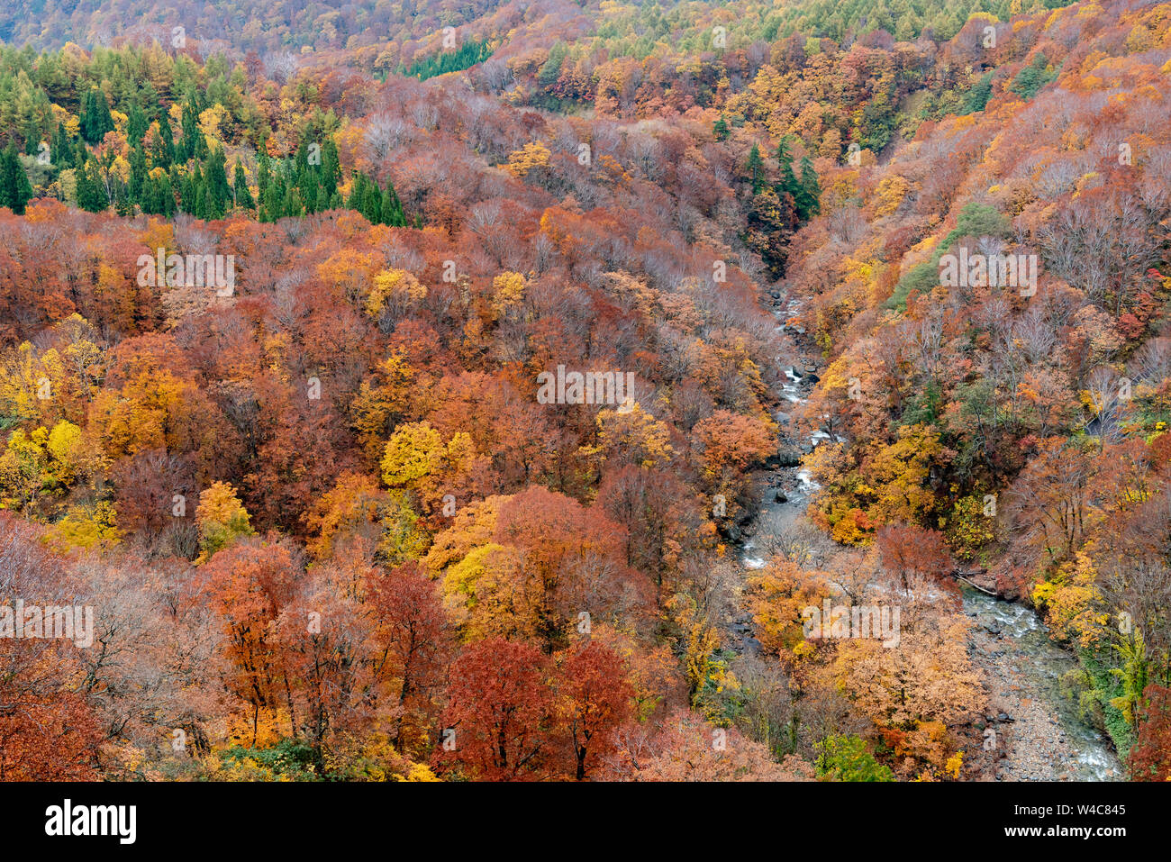 Autumn foliage scenery. Aerial view of valley and stream in fall season ...