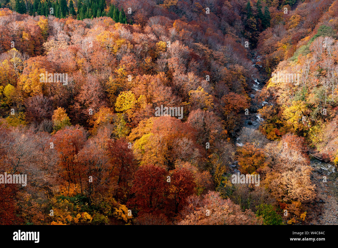 Autumn foliage scenery. Aerial view of valley and stream in fall season ...