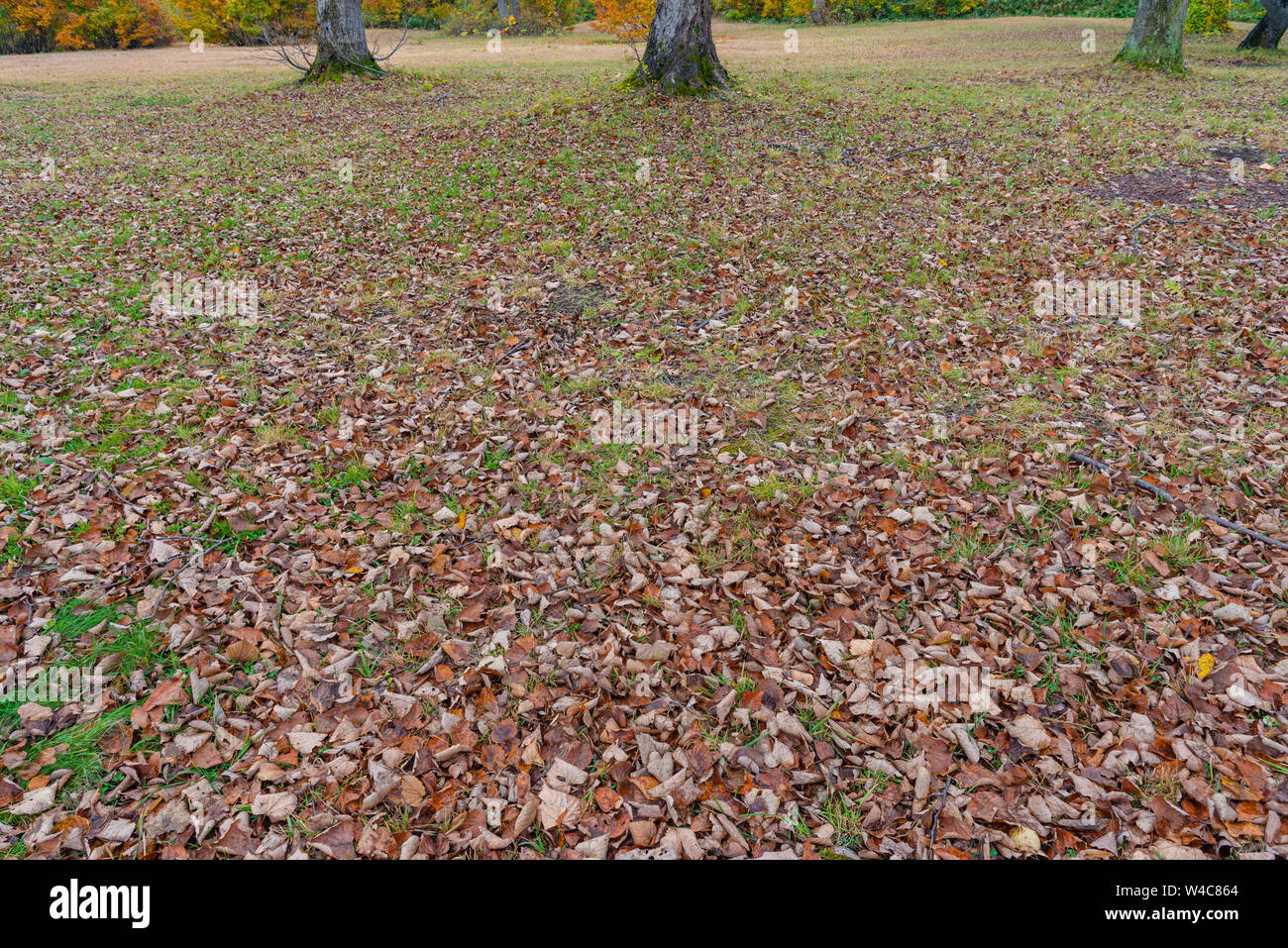 Fallen leaves on the ground. Autumn foliage scenery view, beautiful ...