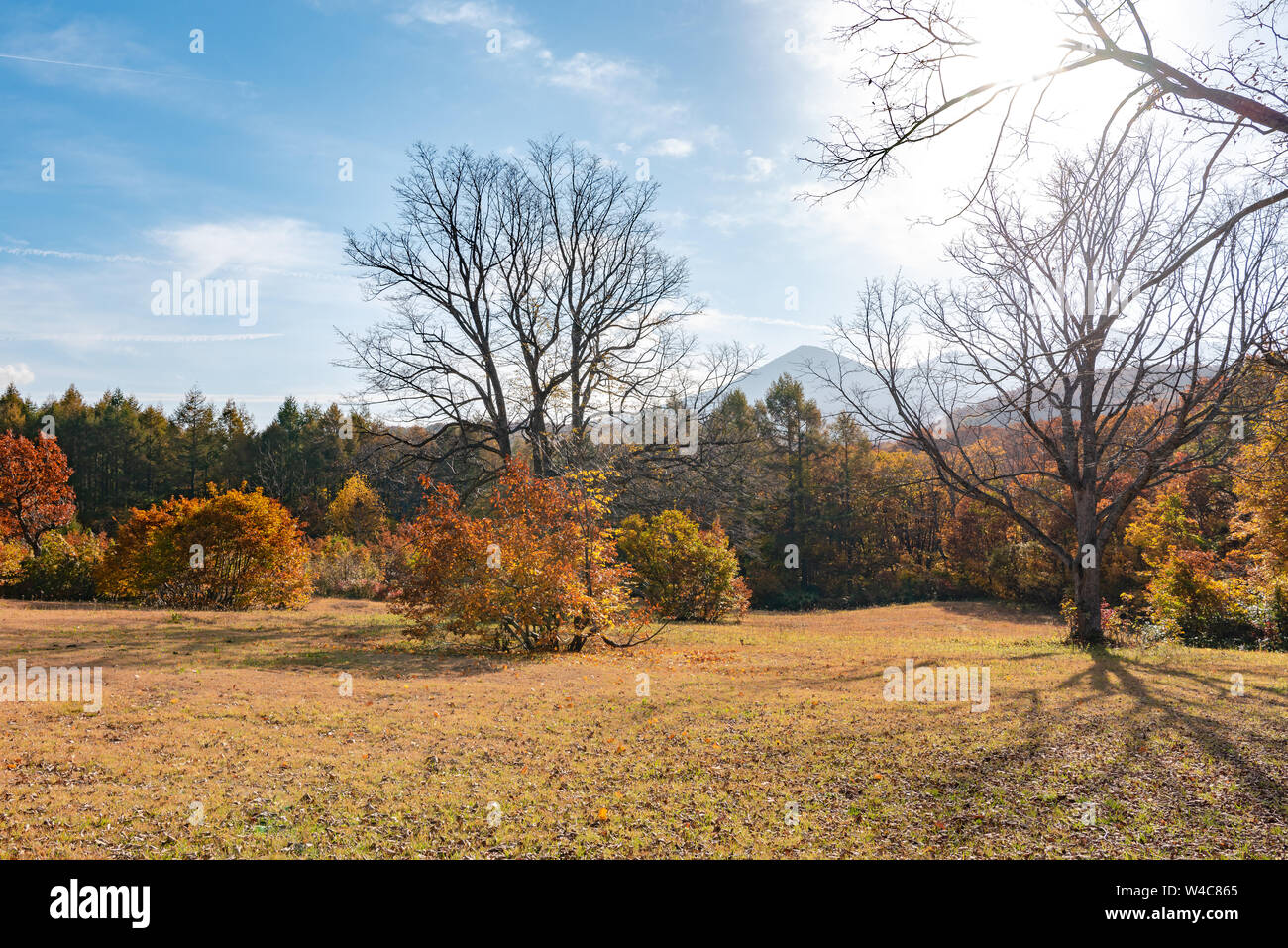 Autumn foliage scenery view, beautiful landscapes. Colorful forest ...