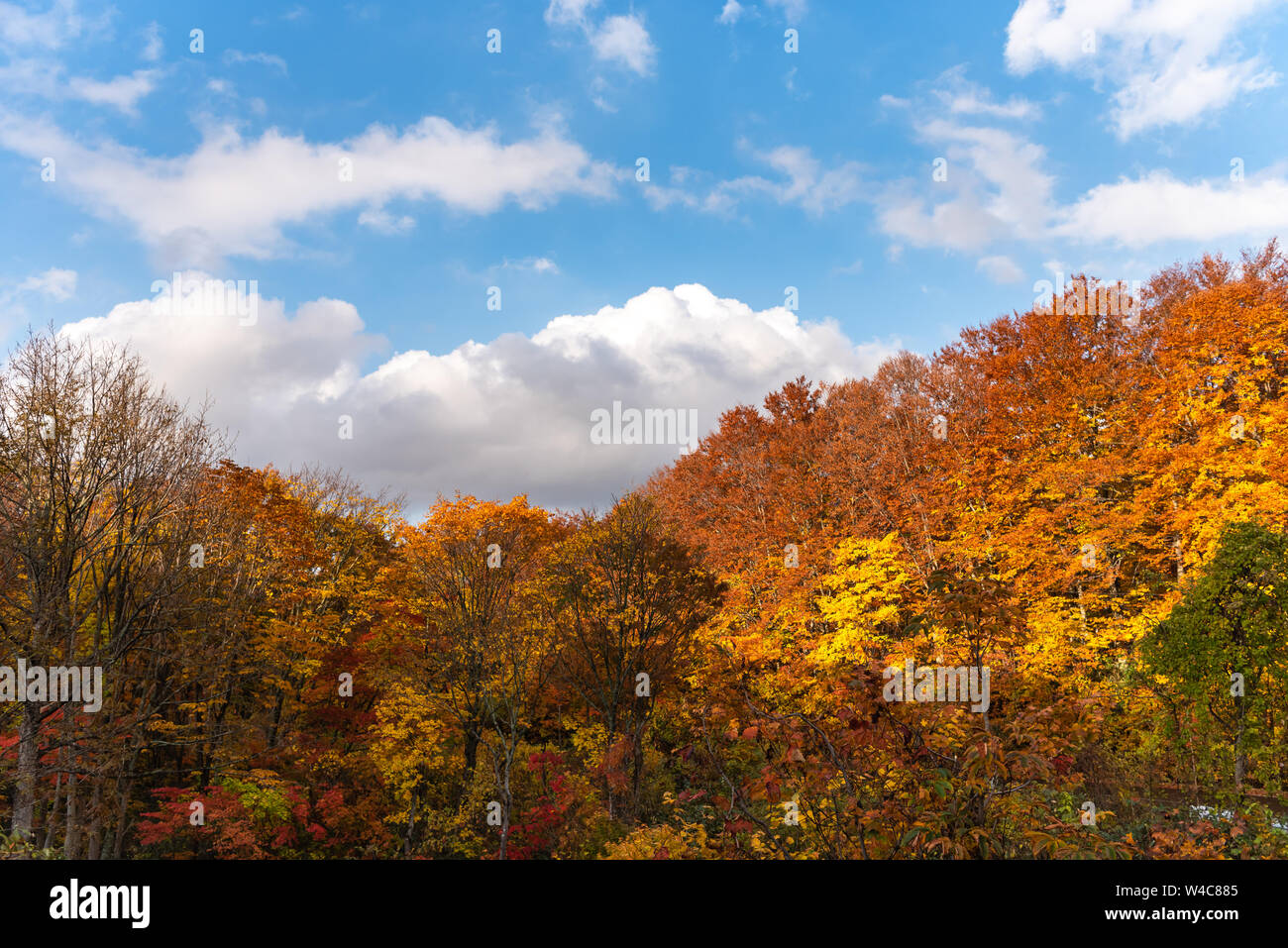 Autumn foliage scenery view, beautiful landscapes. Colorful forest ...