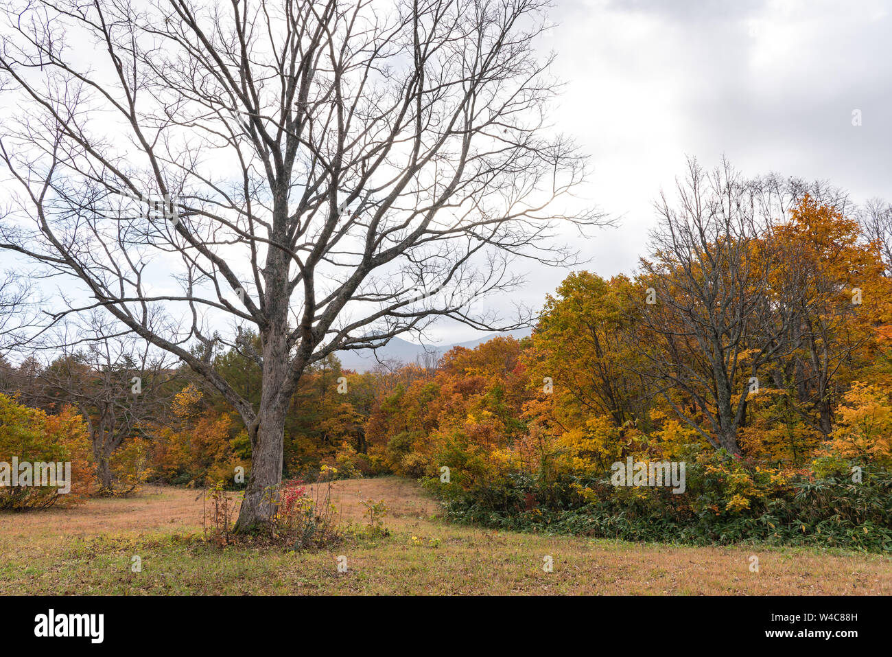 Autumn foliage scenery view, beautiful landscapes. Colorful forest ...