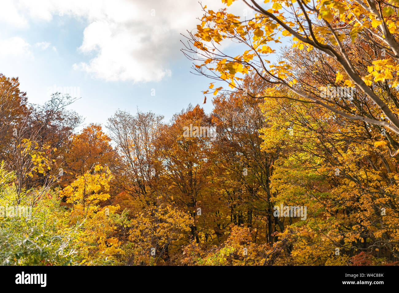 Autumn foliage scenery view, beautiful landscapes. Colorful forest ...