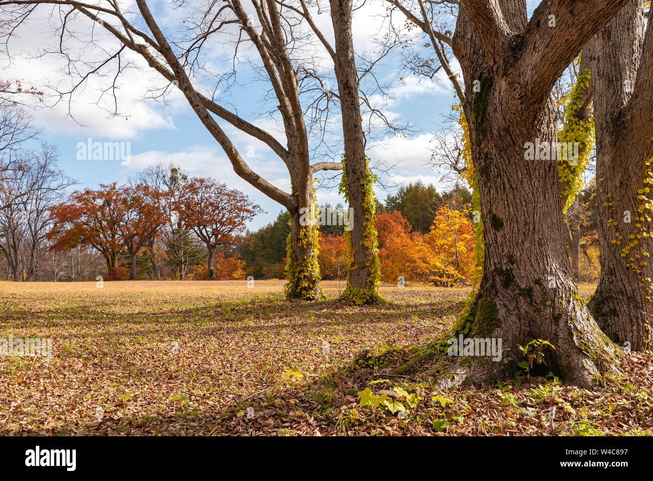 Autumn foliage scenery view, beautiful landscapes. Colorful forest ...