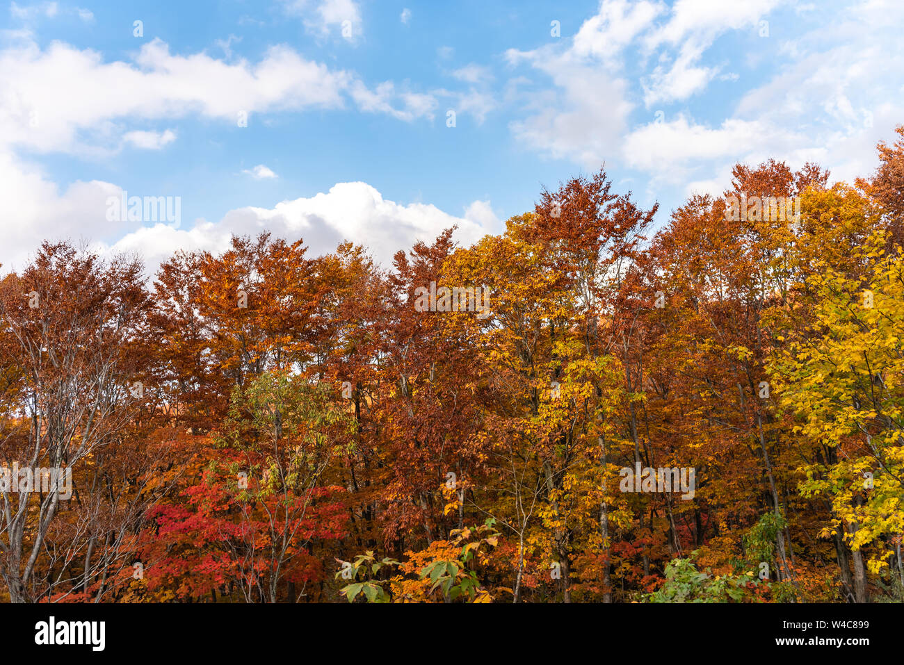 Autumn foliage scenery view, beautiful landscapes. Colorful forest ...