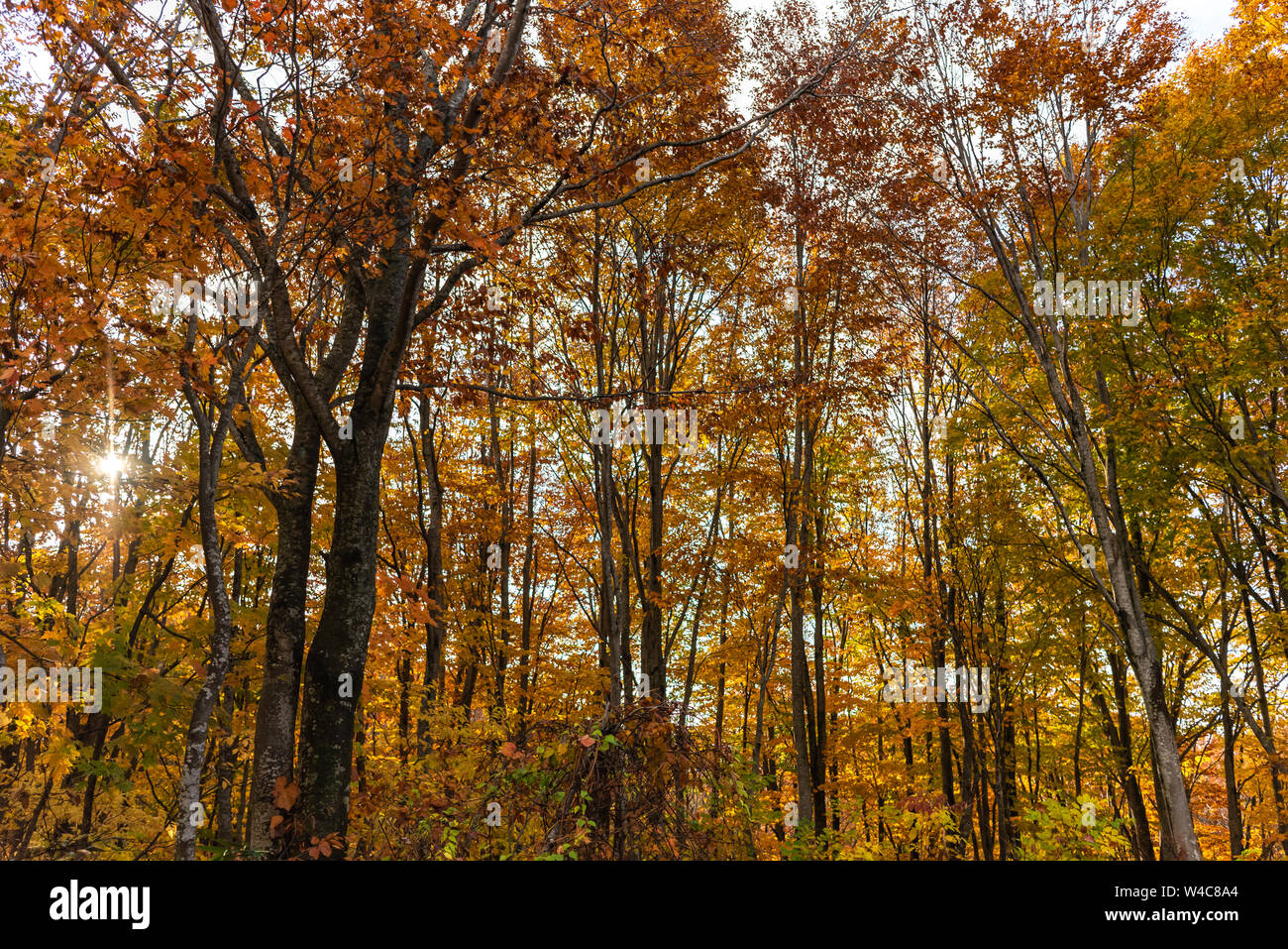 Colorful trees in forest. Autumn foliage scenery view, full of ...