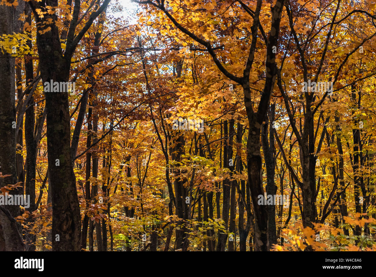 Colorful trees in forest. Autumn foliage scenery view, full of ...