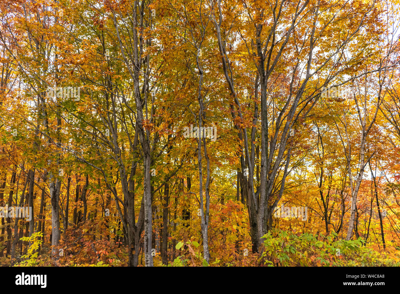 Colorful trees in forest. Autumn foliage scenery view, full of ...