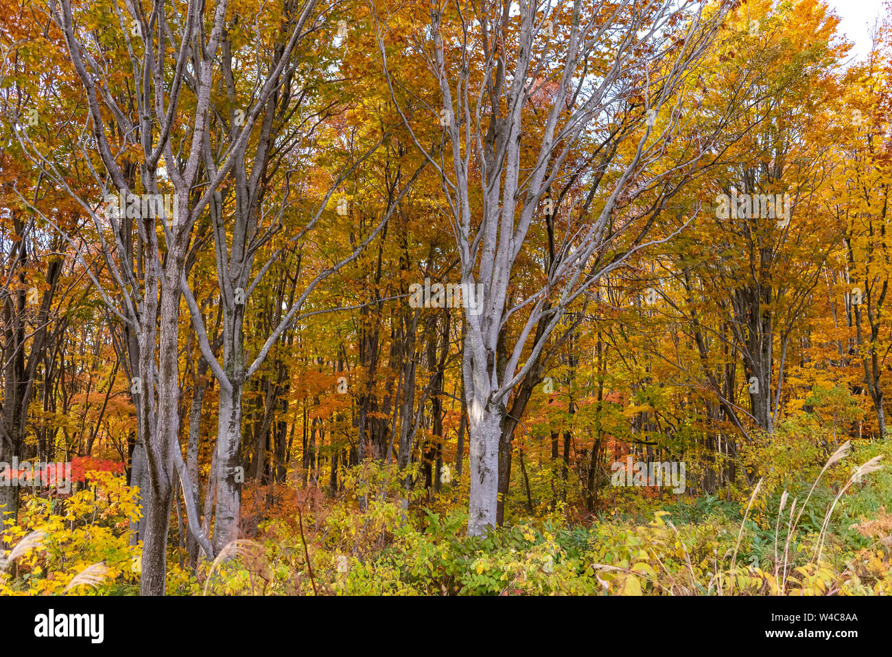 Colorful trees in forest. Autumn foliage scenery view, full of ...
