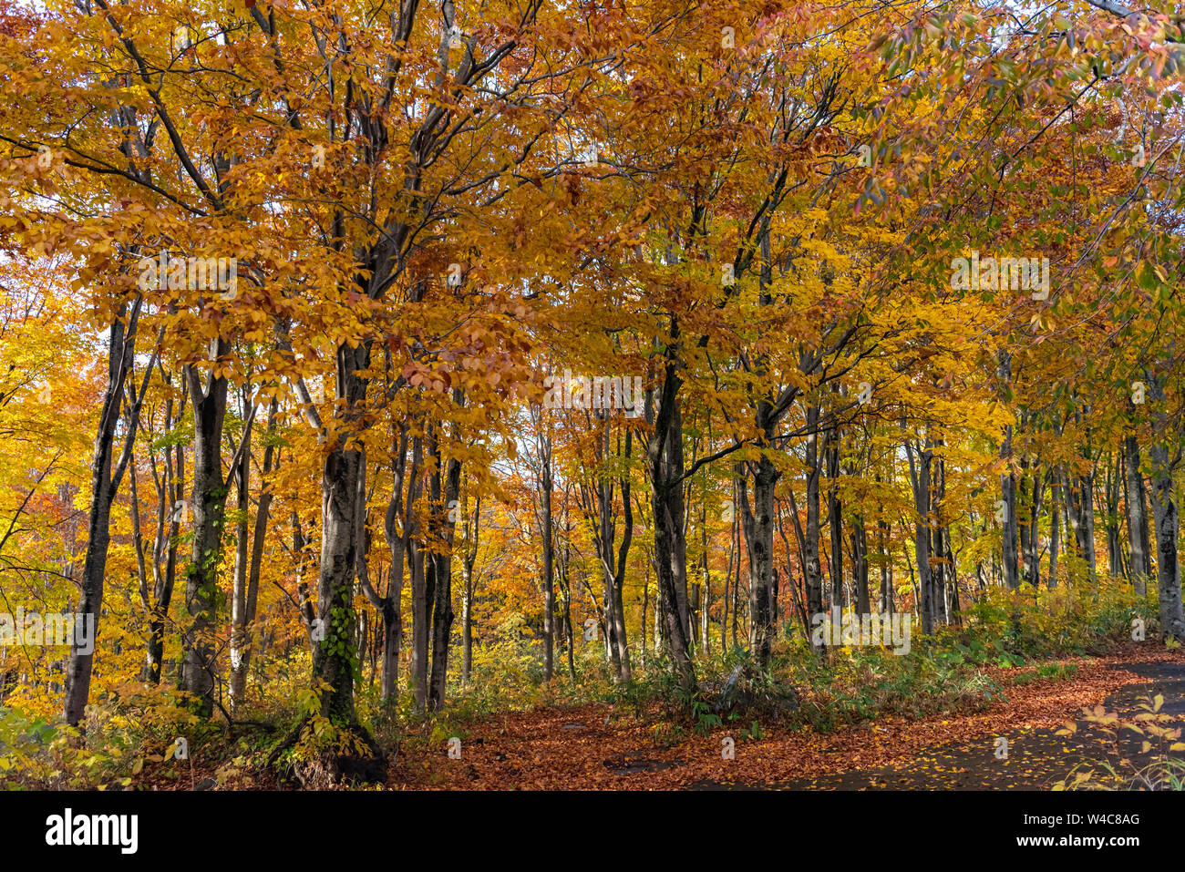 Colorful trees in forest. Autumn foliage scenery view, full of ...