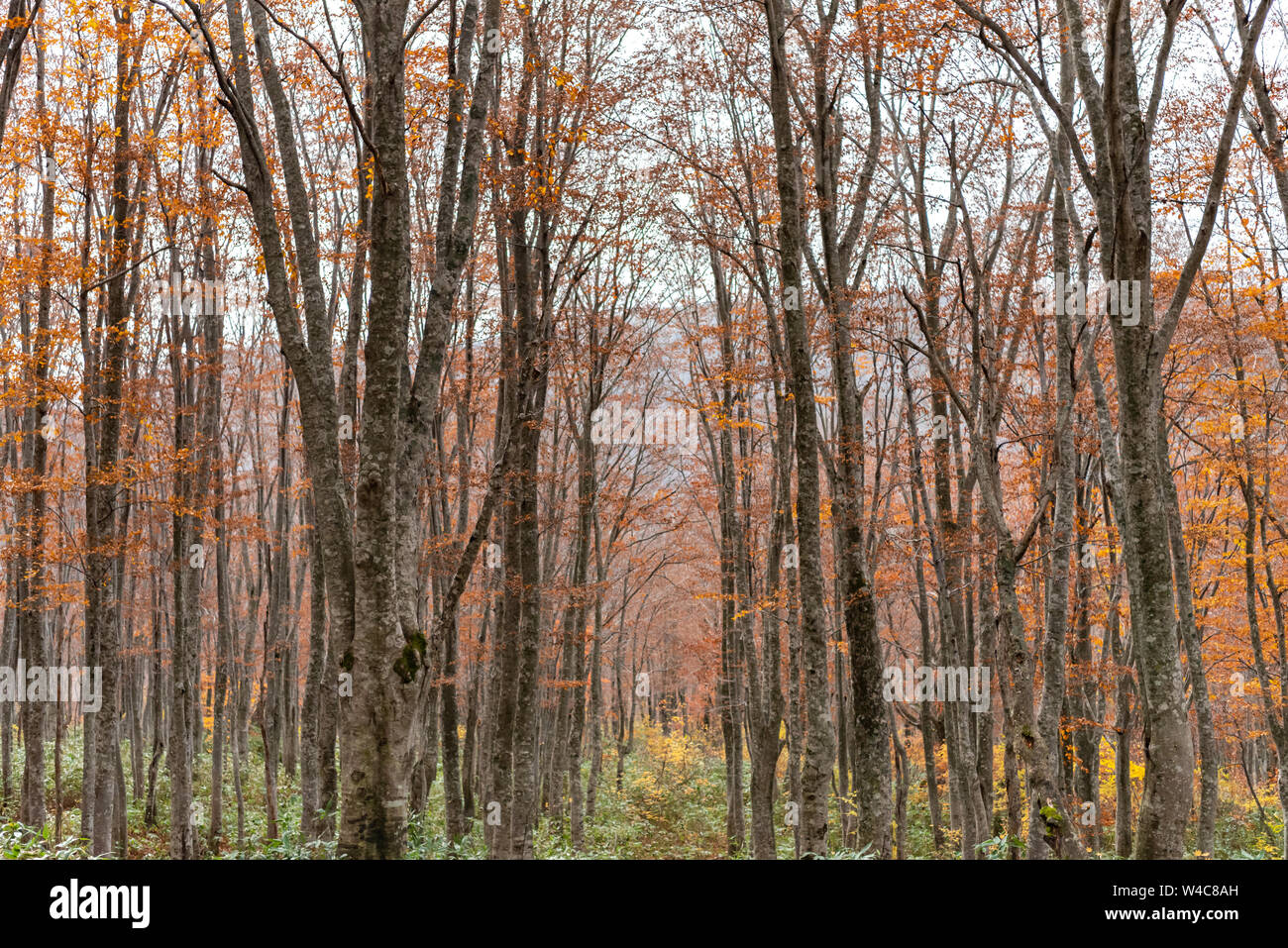 Colorful trees in forest. Autumn foliage scenery view, full of ...