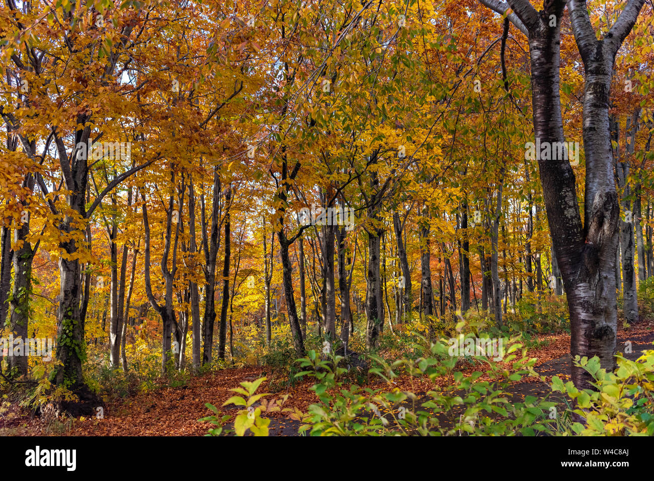 Colorful trees in forest. Autumn foliage scenery view, full of ...