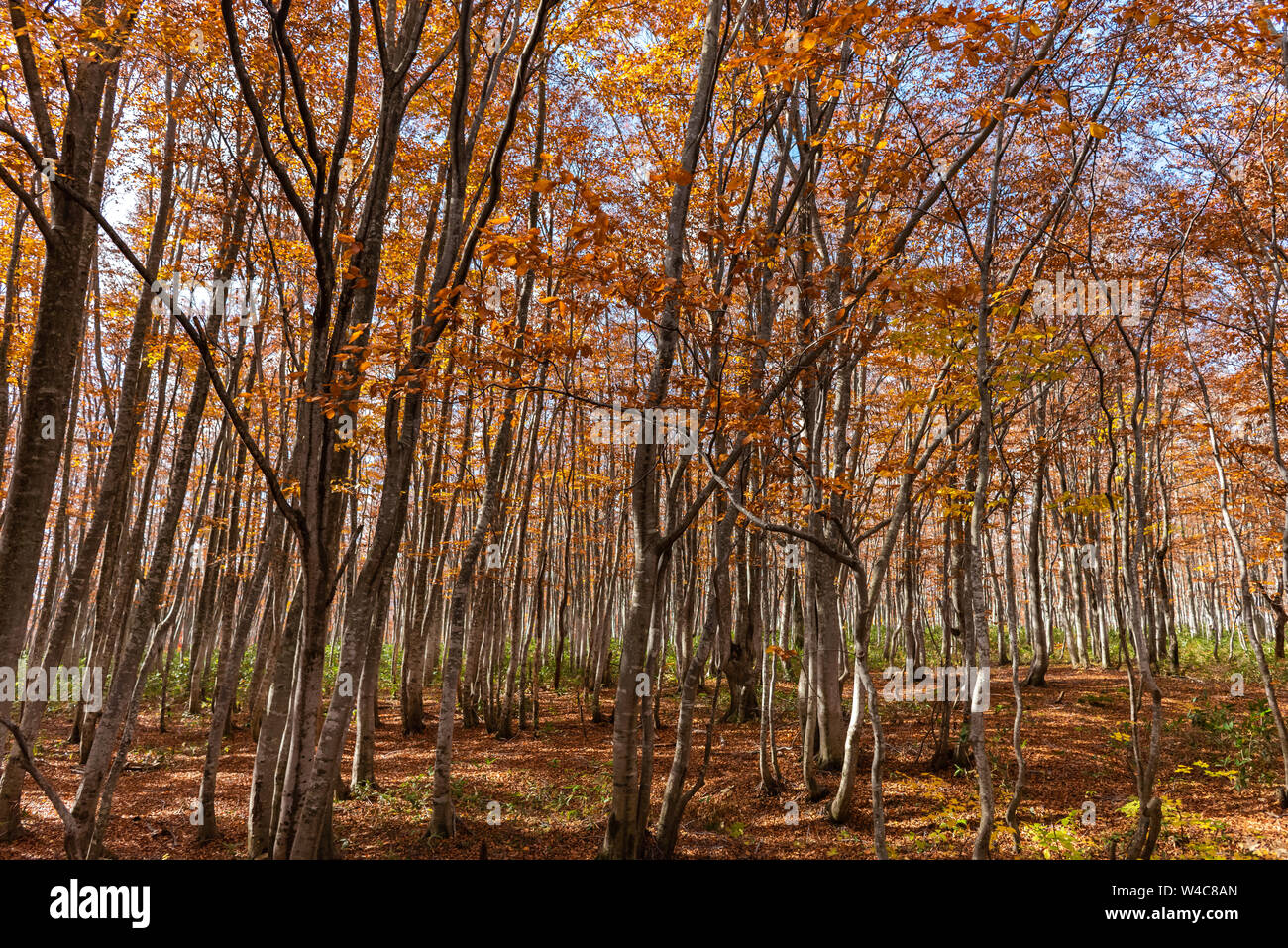 Colorful trees in forest. Autumn foliage scenery view, full of ...