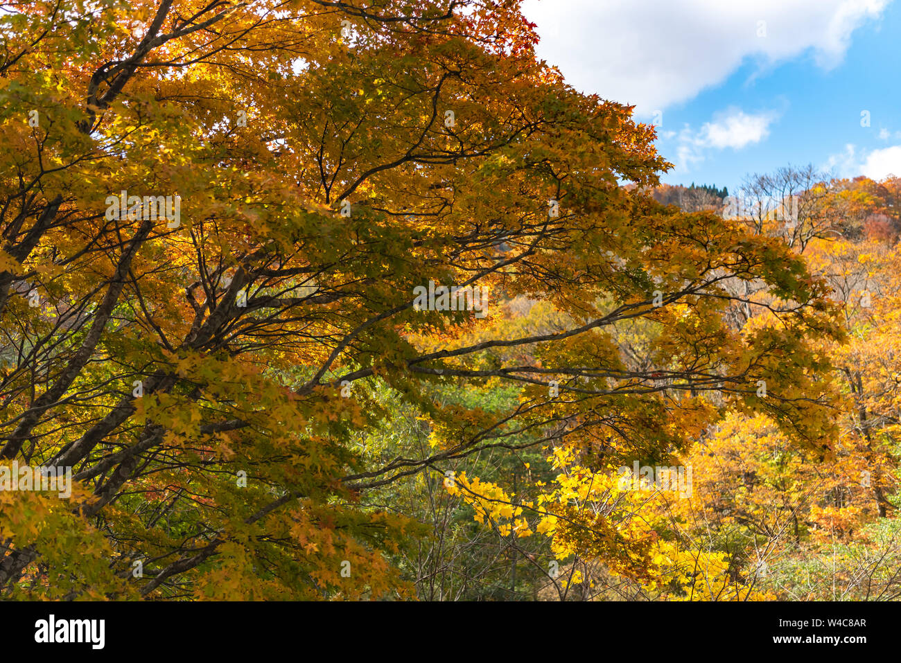 Autumn foliage scenery view, beautiful landscapes. Colorful forest ...