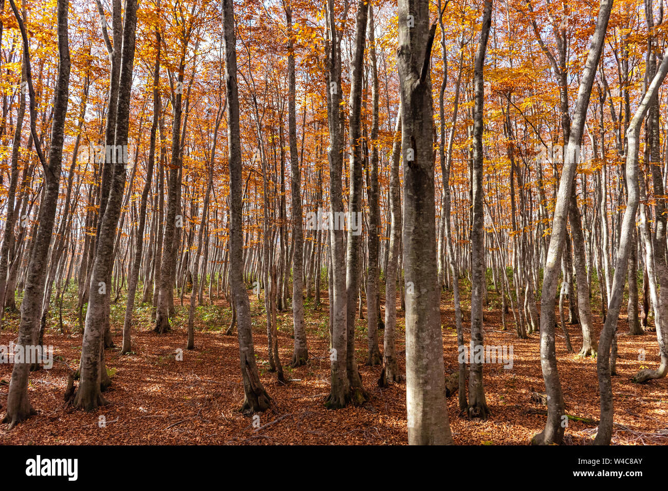 Colorful trees in forest. Autumn foliage scenery view, full of ...