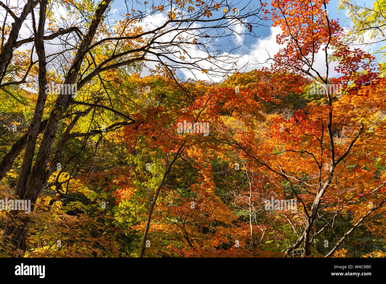 Colorful trees in forest. Autumn foliage scenery view, full of ...