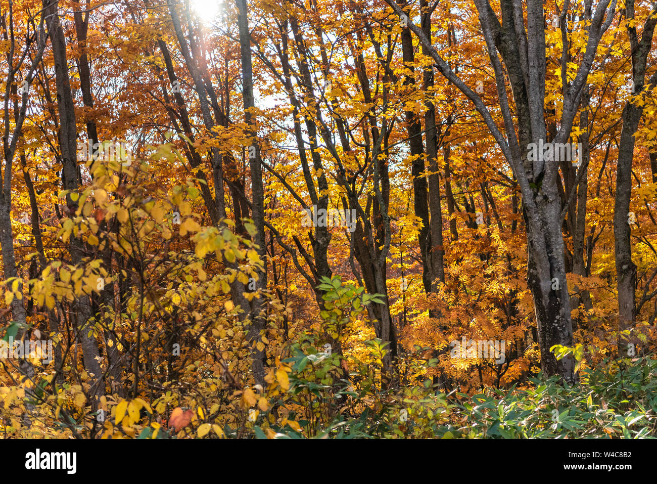 Colorful trees in forest. Autumn foliage scenery view, full of ...