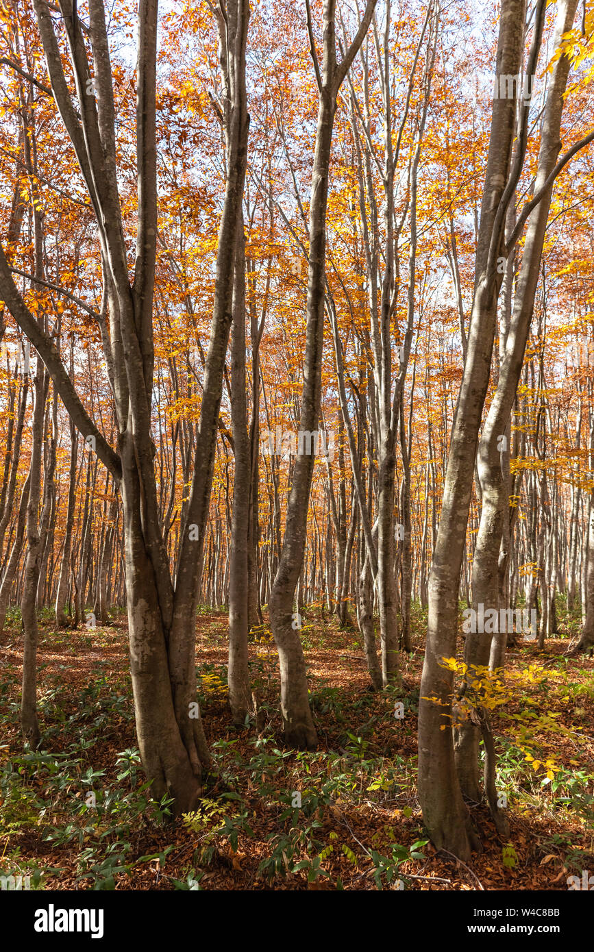 Colorful trees in forest. Autumn foliage scenery view, full of ...