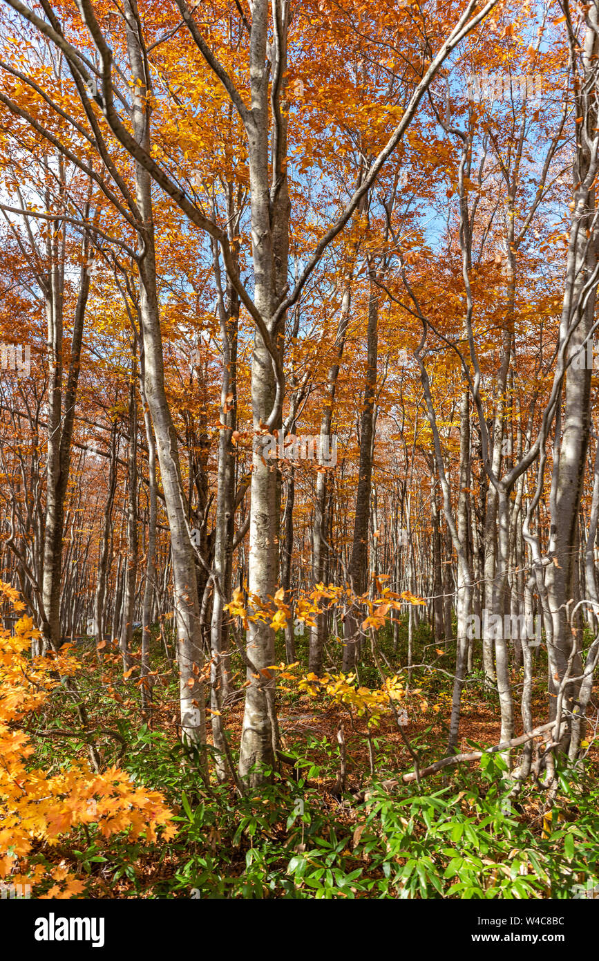Colorful trees in forest. Autumn foliage scenery view, full of ...