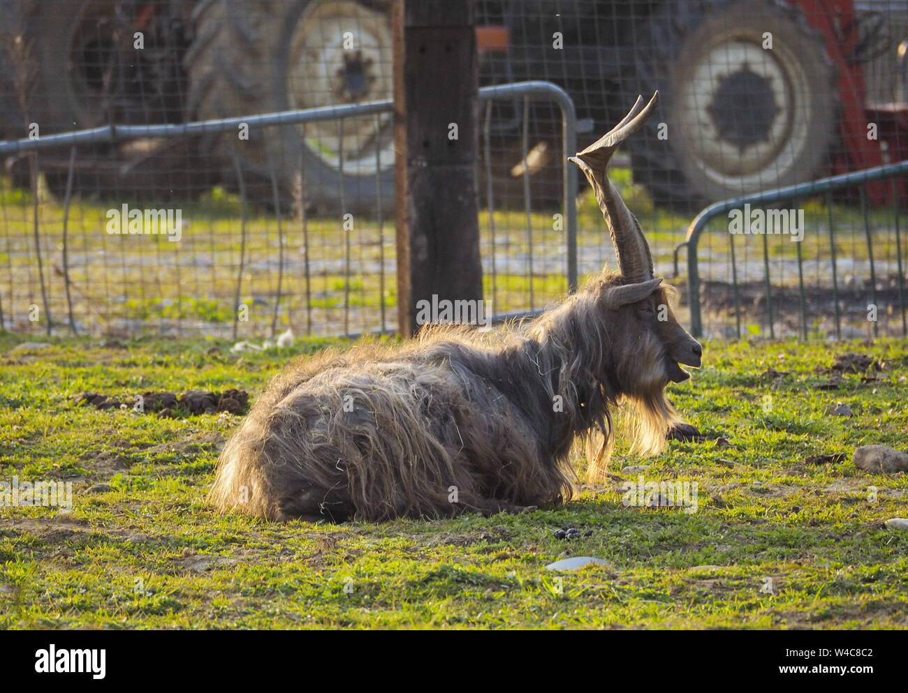 Rasputin goat in a ranch Stock Photo - Alamy