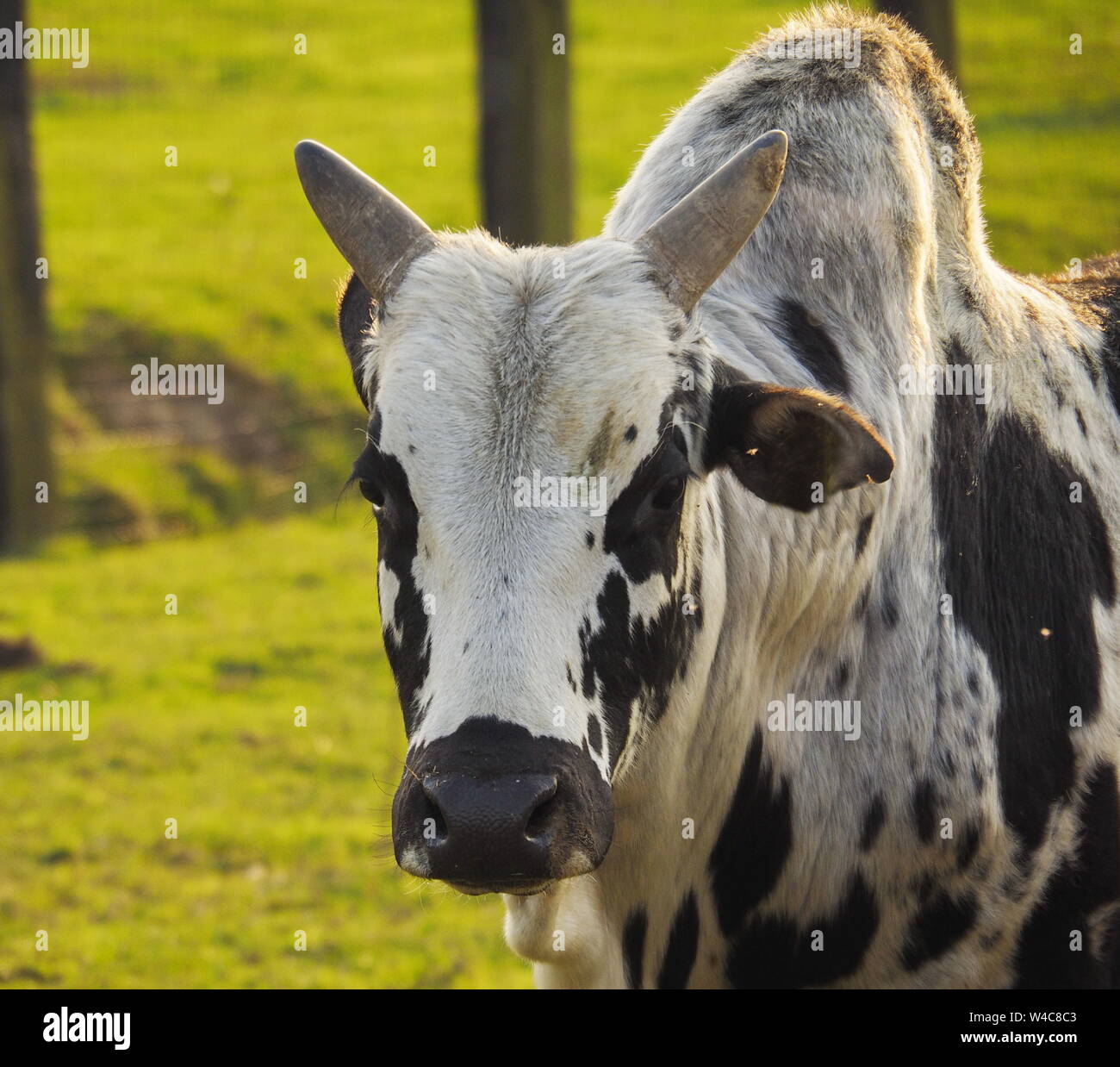 Zebu ranch hi-res stock photography and images - Alamy