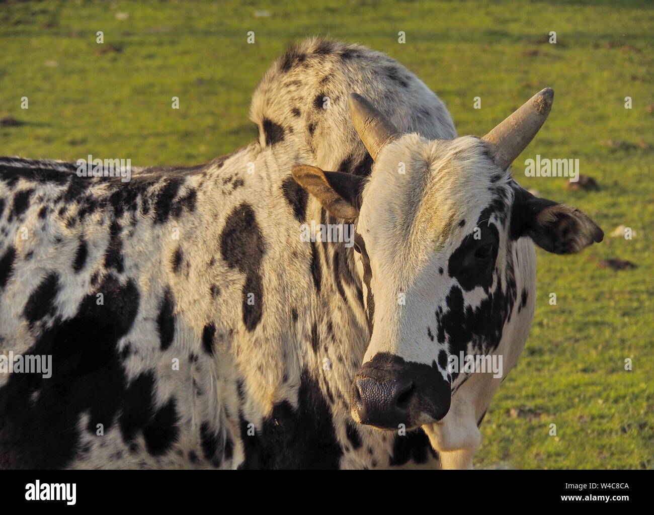 Zebu ranch hi-res stock photography and images - Alamy