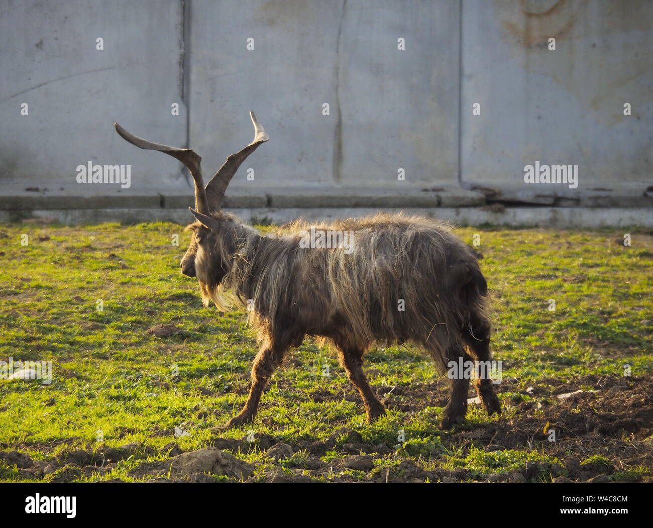 Rasputin goat in a ranch Stock Photo - Alamy