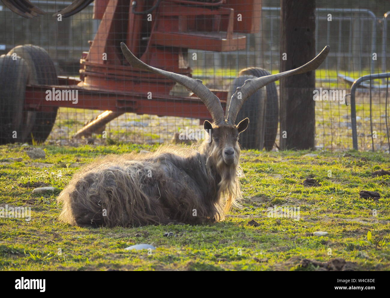 Rasputin goat in a ranch Stock Photo - Alamy