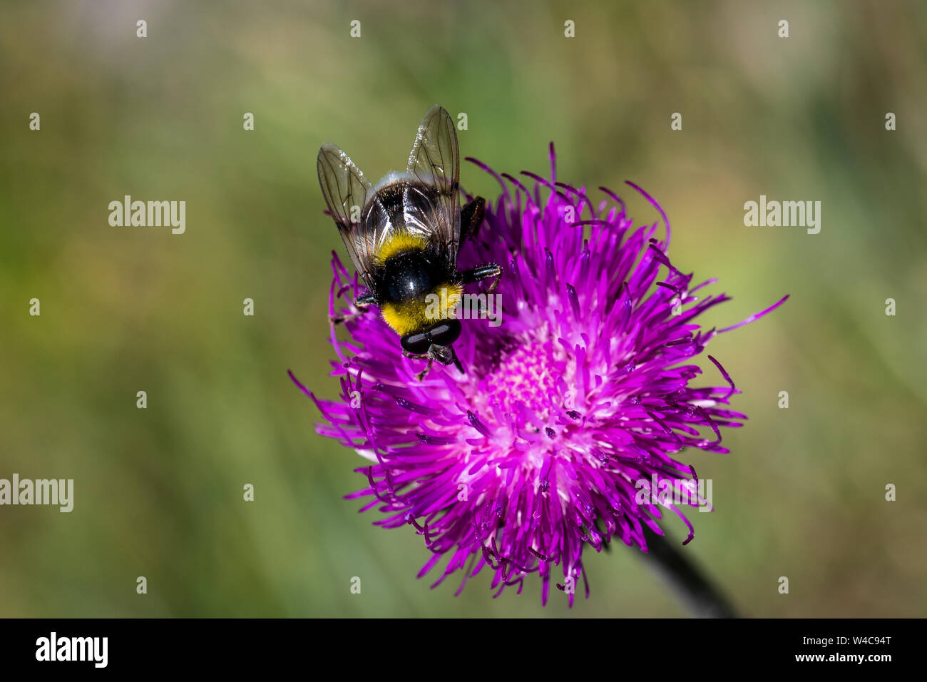 Alpine thistle hi-res stock photography and images - Alamy