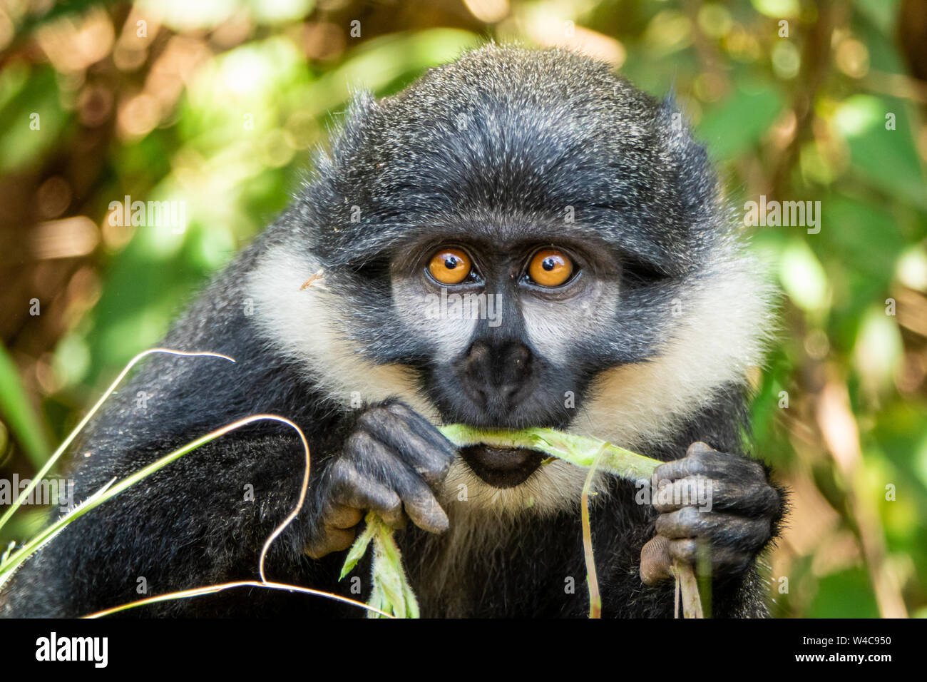 L'Hoest's Monkey (Allochrocebus lhoesti) eating a grass stalk in Bwindi ...