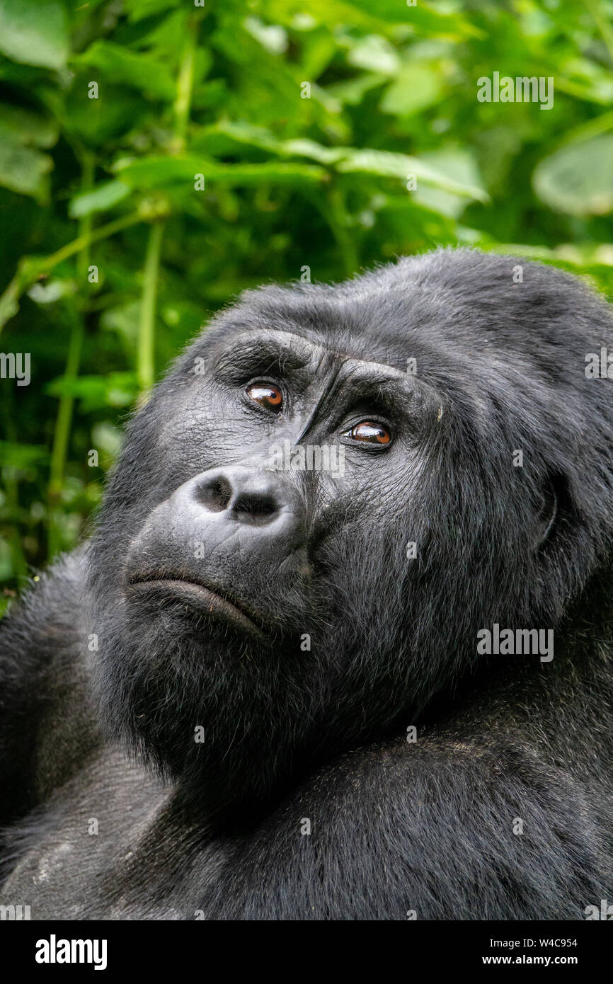 Silverback Gorilla Lifting Weights