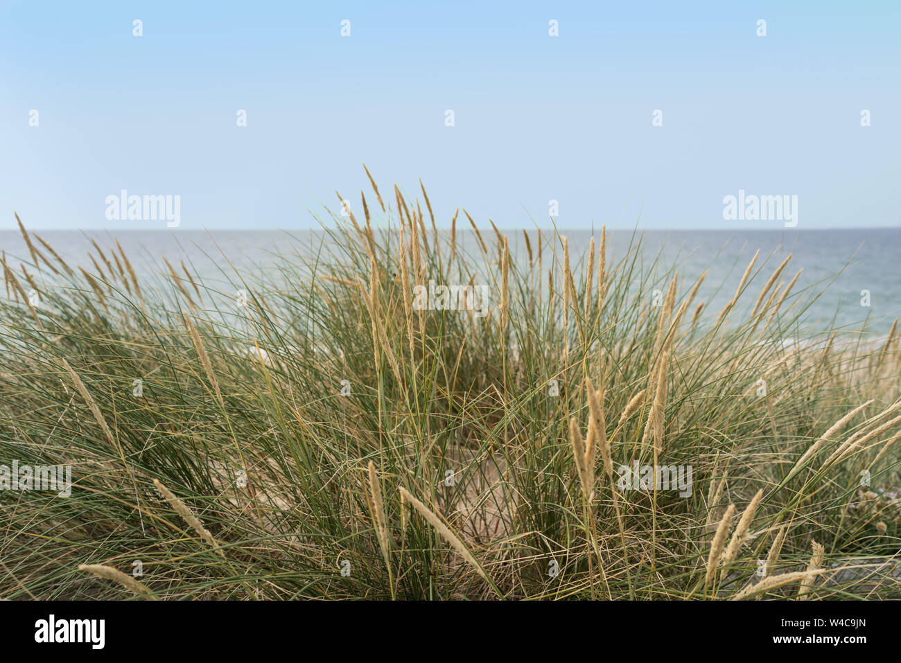 Grasses clifftop hi-res stock photography and images - Alamy