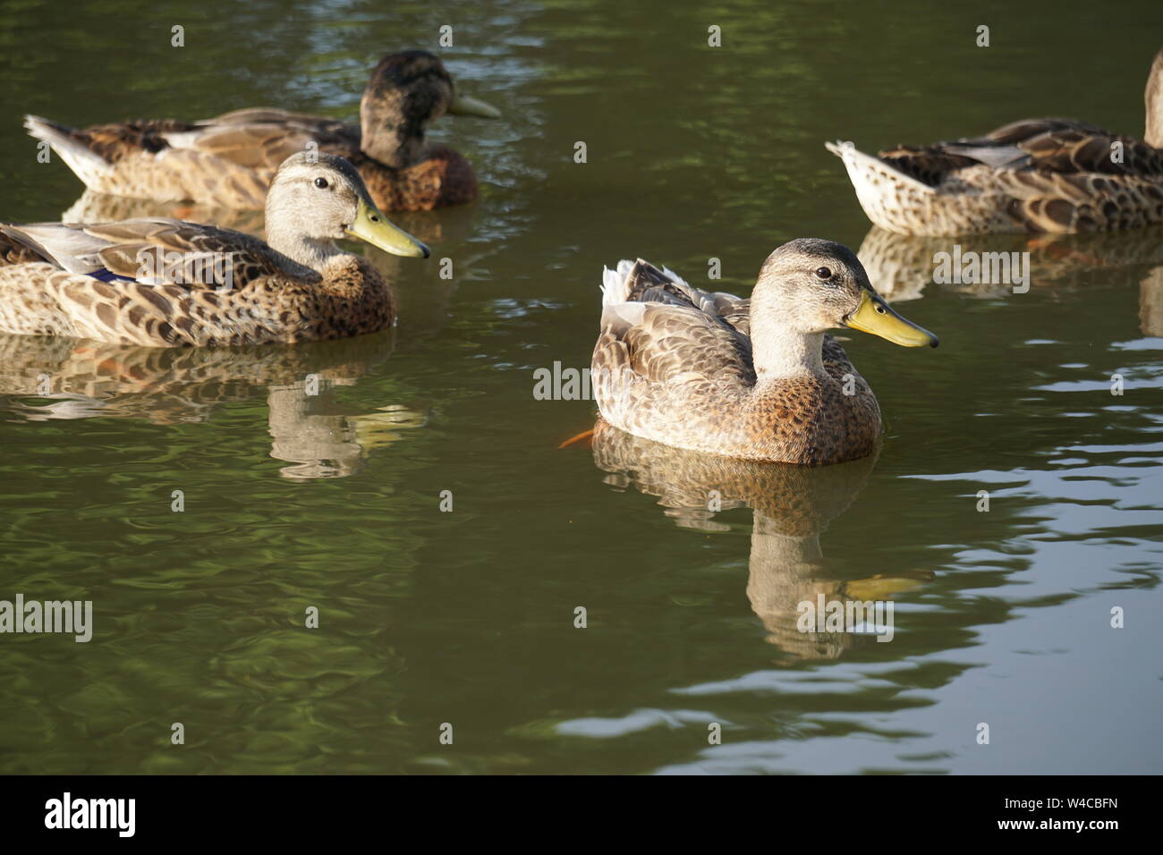 Female Mallard ducks Stock Photo - Alamy