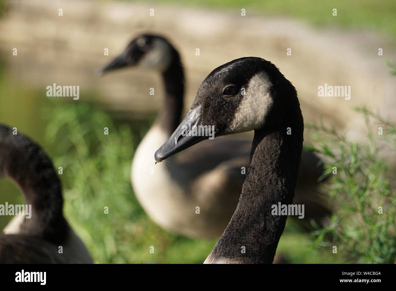 Eye contact with a Canada goose Stock Photo - Alamy