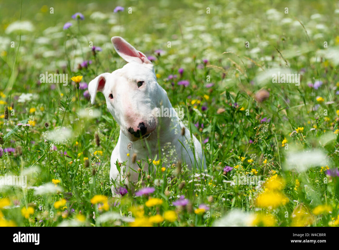 Bull Terrier Head High Resolution Stock Photography and Images - Alamy