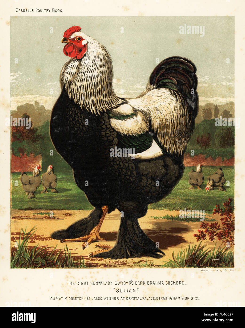 Dark Brahma cockerel, Gallus gallus domesticus, Lady Gwydyr’s Sultan ...