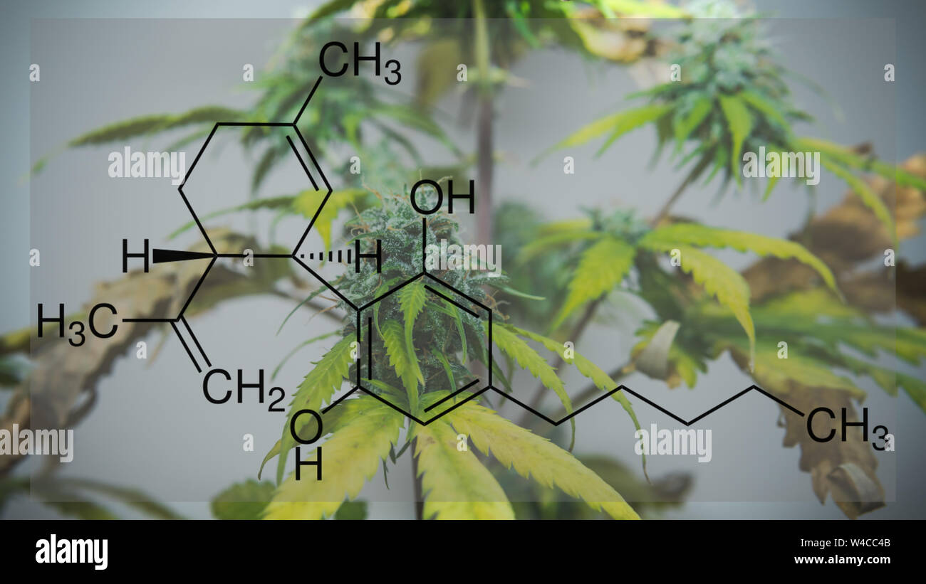 Cannabis plant blooms, growing indoor. Fresh harvest of medical ...