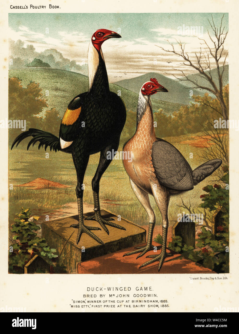 Duck-winged game birds, Gallus gallus domesticus. Bred by John Goodwin ...