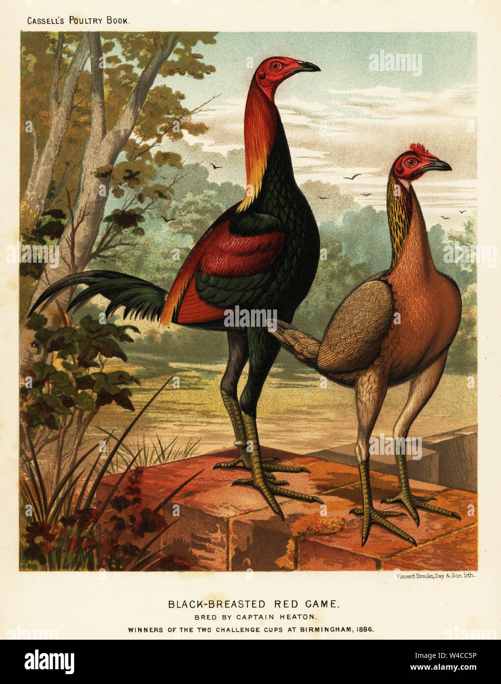 Black-breasted red game birds, Gallus gallus domesticus, bred by ...