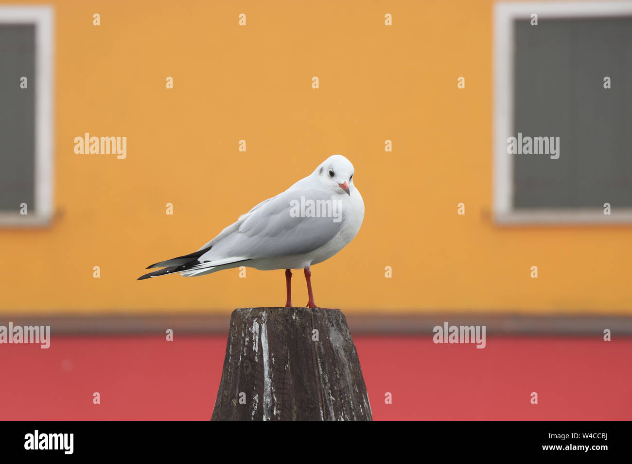 Venice Beach Seagull High Resolution Stock Photography and Images - Alamy