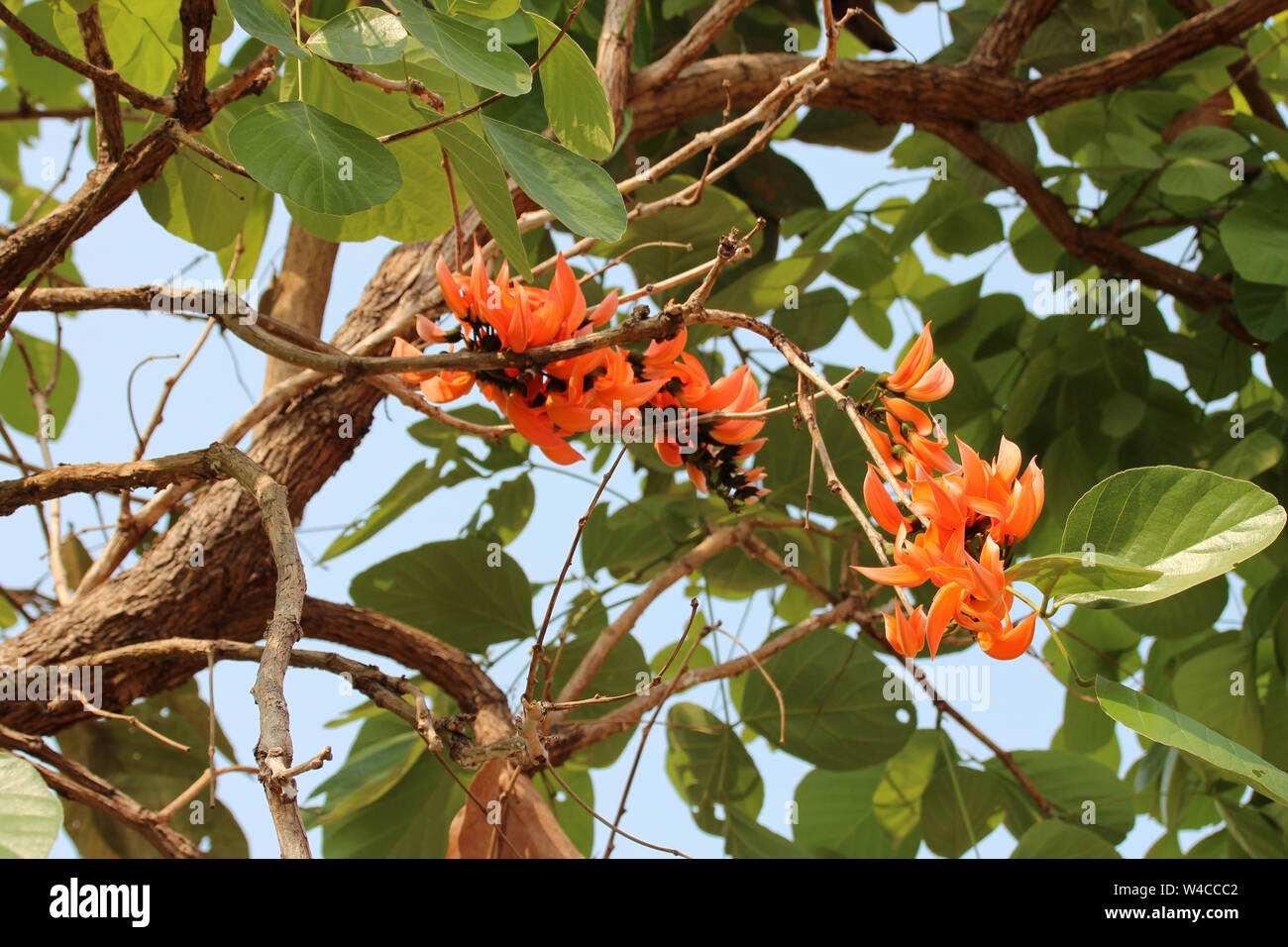 blooming tree in laos Stock Photo - Alamy