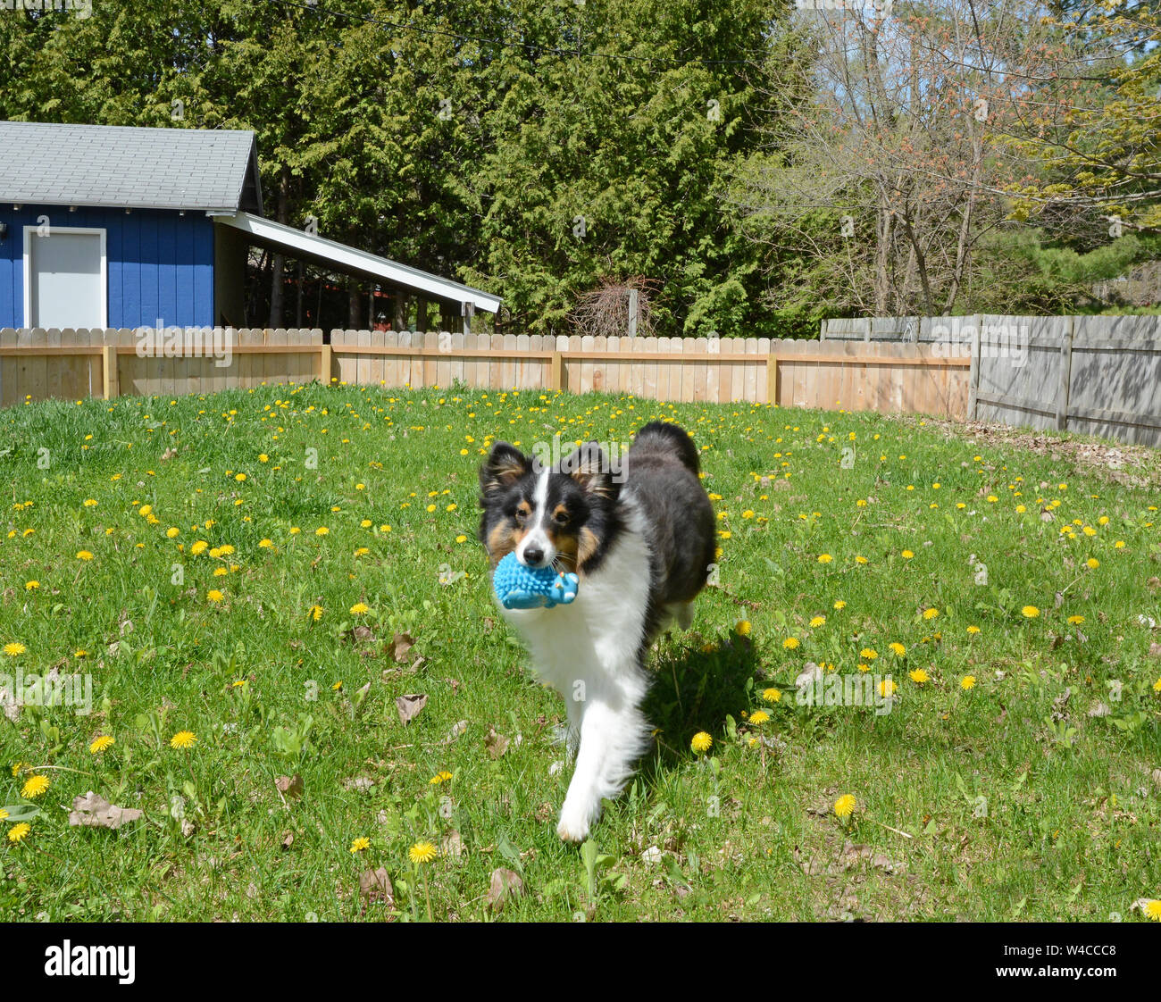 Obedience training hi-res stock photography and images - Alamy