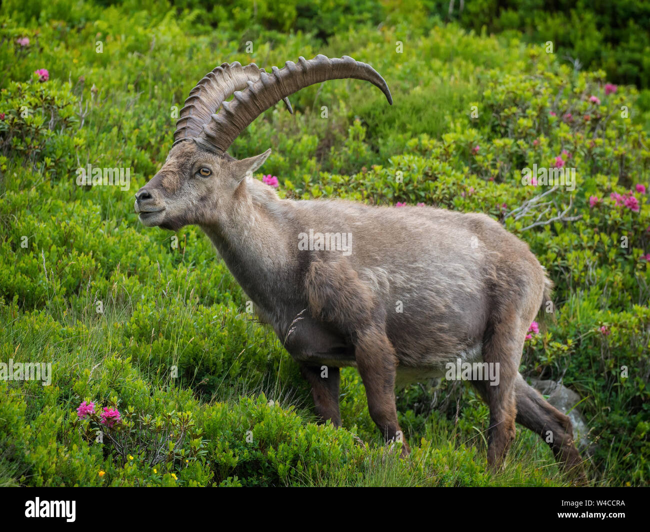 Alpine wild rose mountain hi-res stock photography and images - Alamy