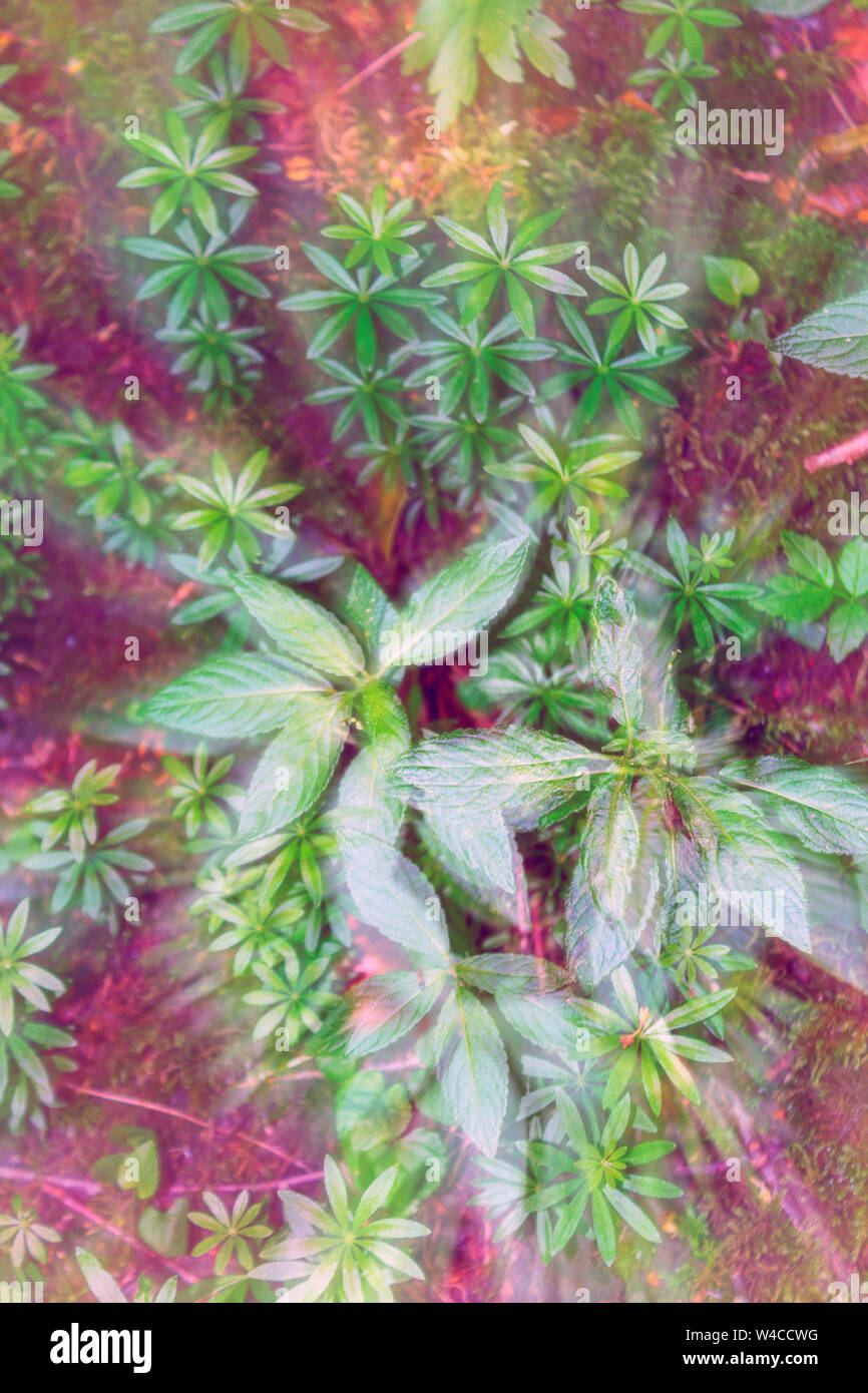 Star shaped leaf hi-res stock photography and images - Alamy