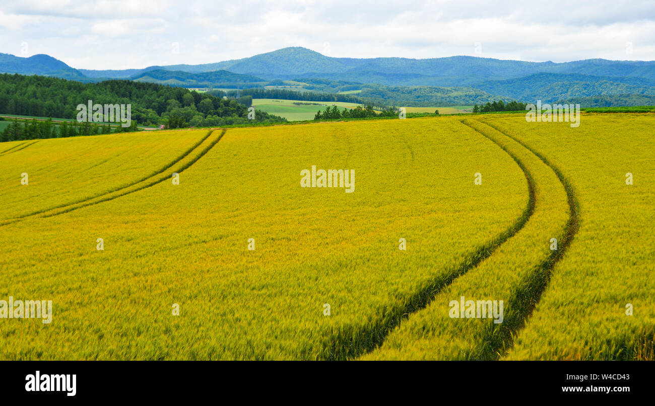 Beautiful rural scenery at summer day in Furano Township, Hokkaido ...