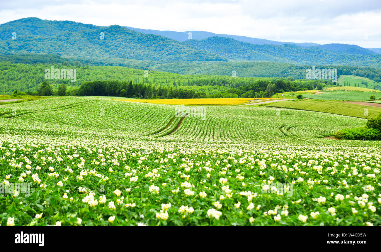 Potato field with flowers at summer day in Furano Township, Hokkaido ...